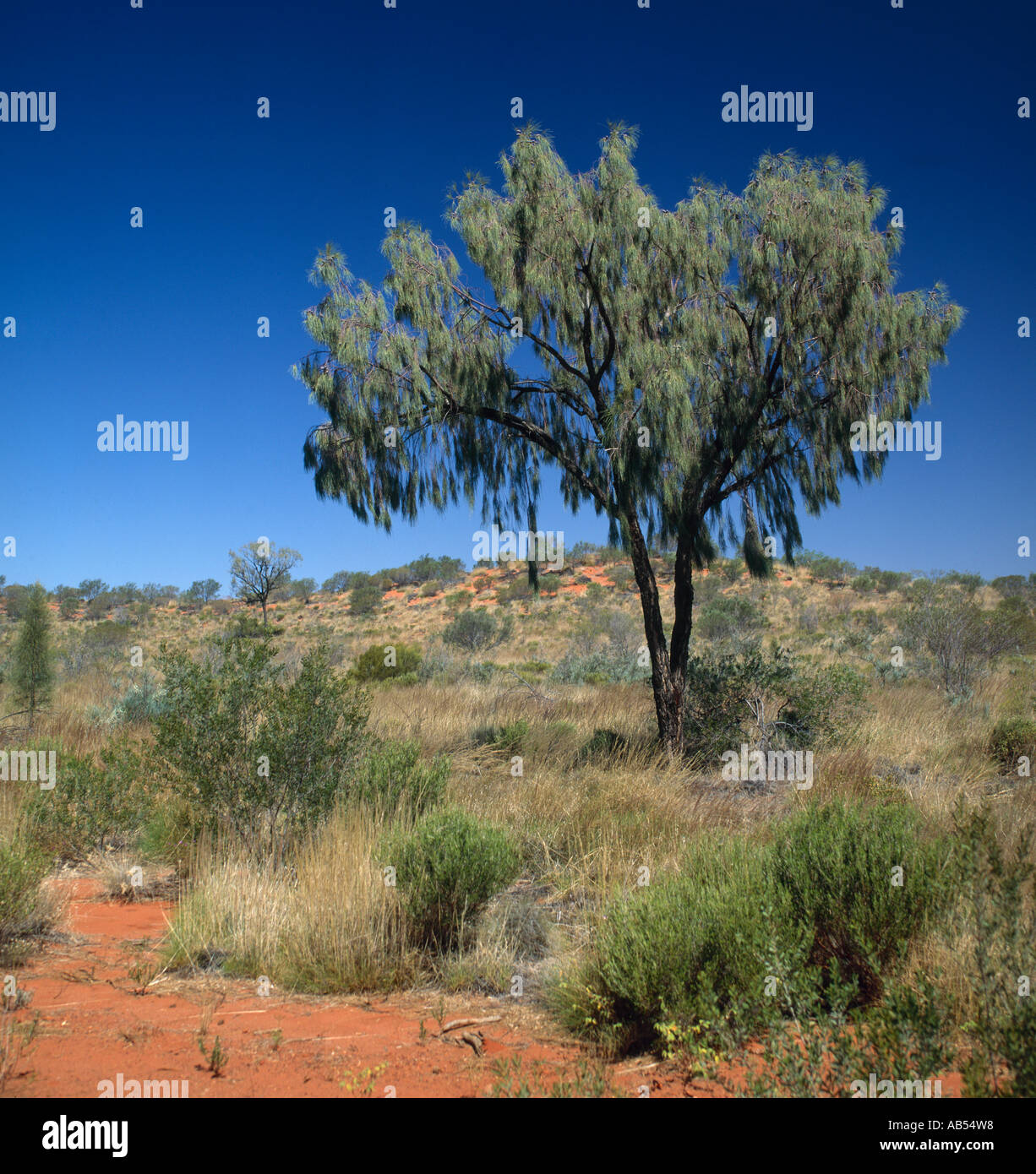 Australian Desert Trees