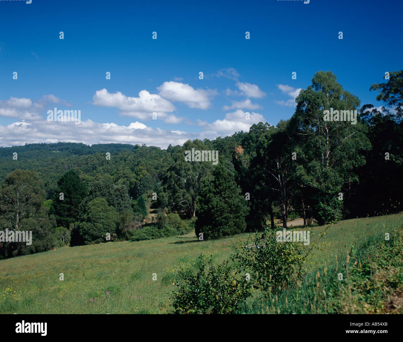 Dandenong Ranges South Australia Australia Stock Photo - Alamy