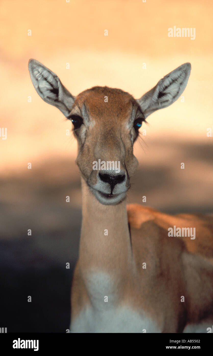 Antelope antelopes hi-res stock photography and images - Alamy