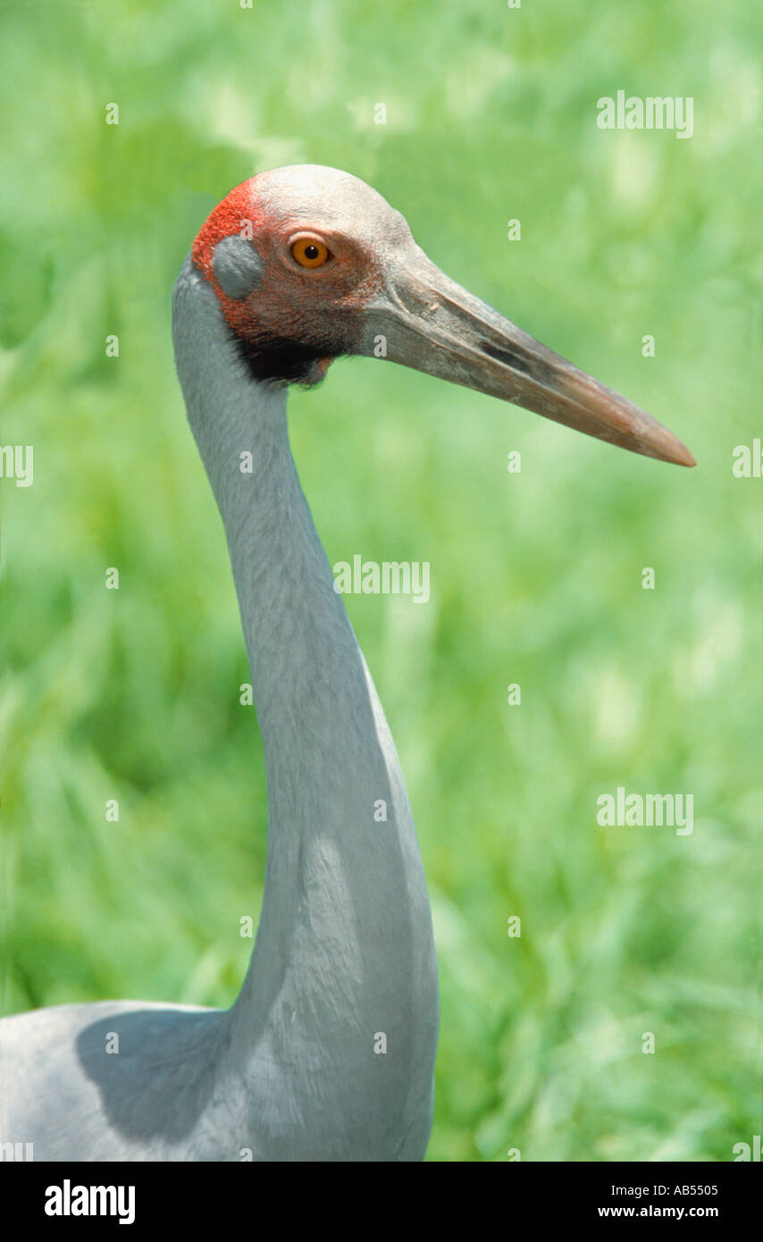 Brolga bird hi-res stock photography and images - Alamy