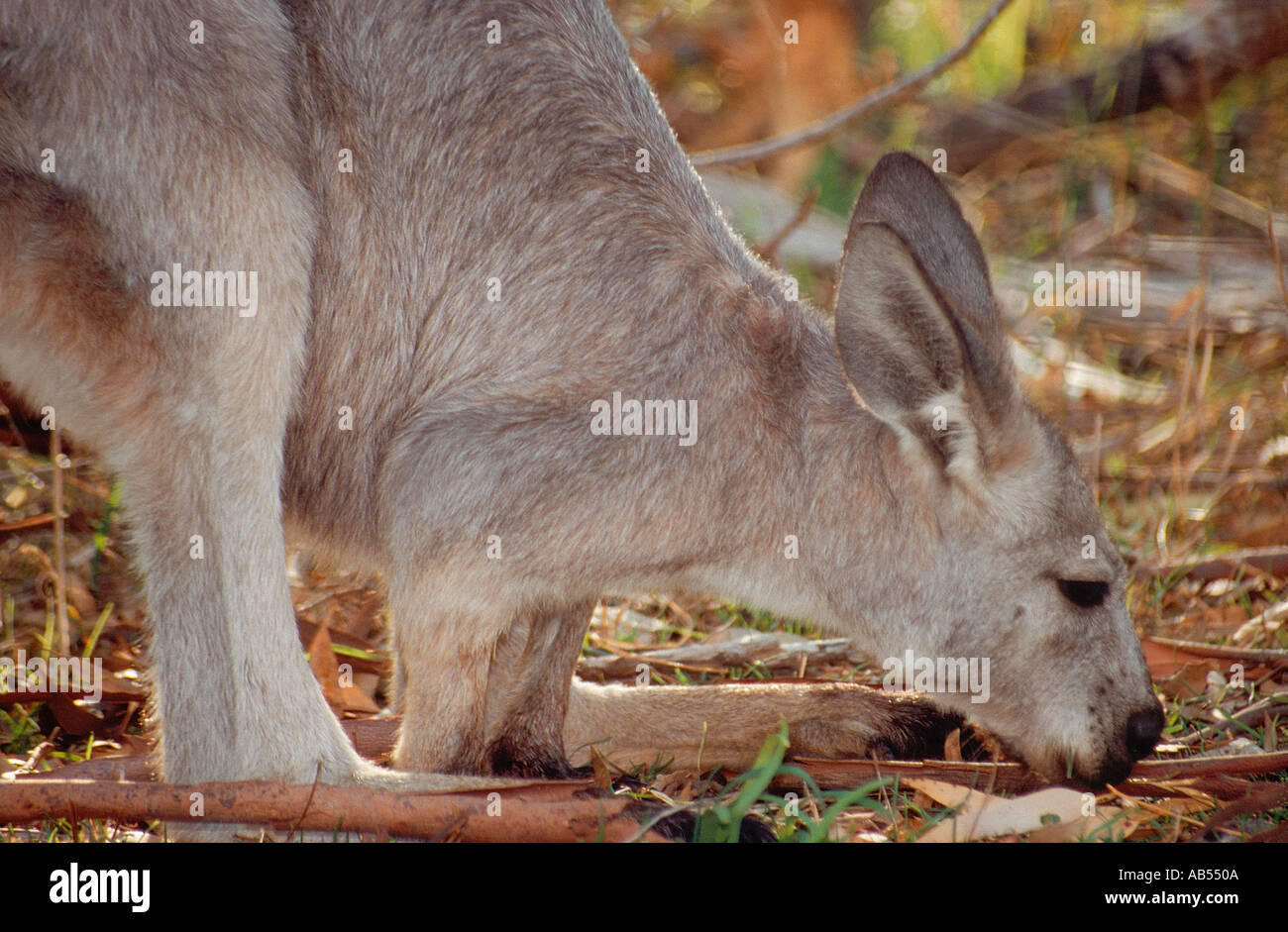 Kangaroo kangaroos hi-res stock photography and images - Alamy