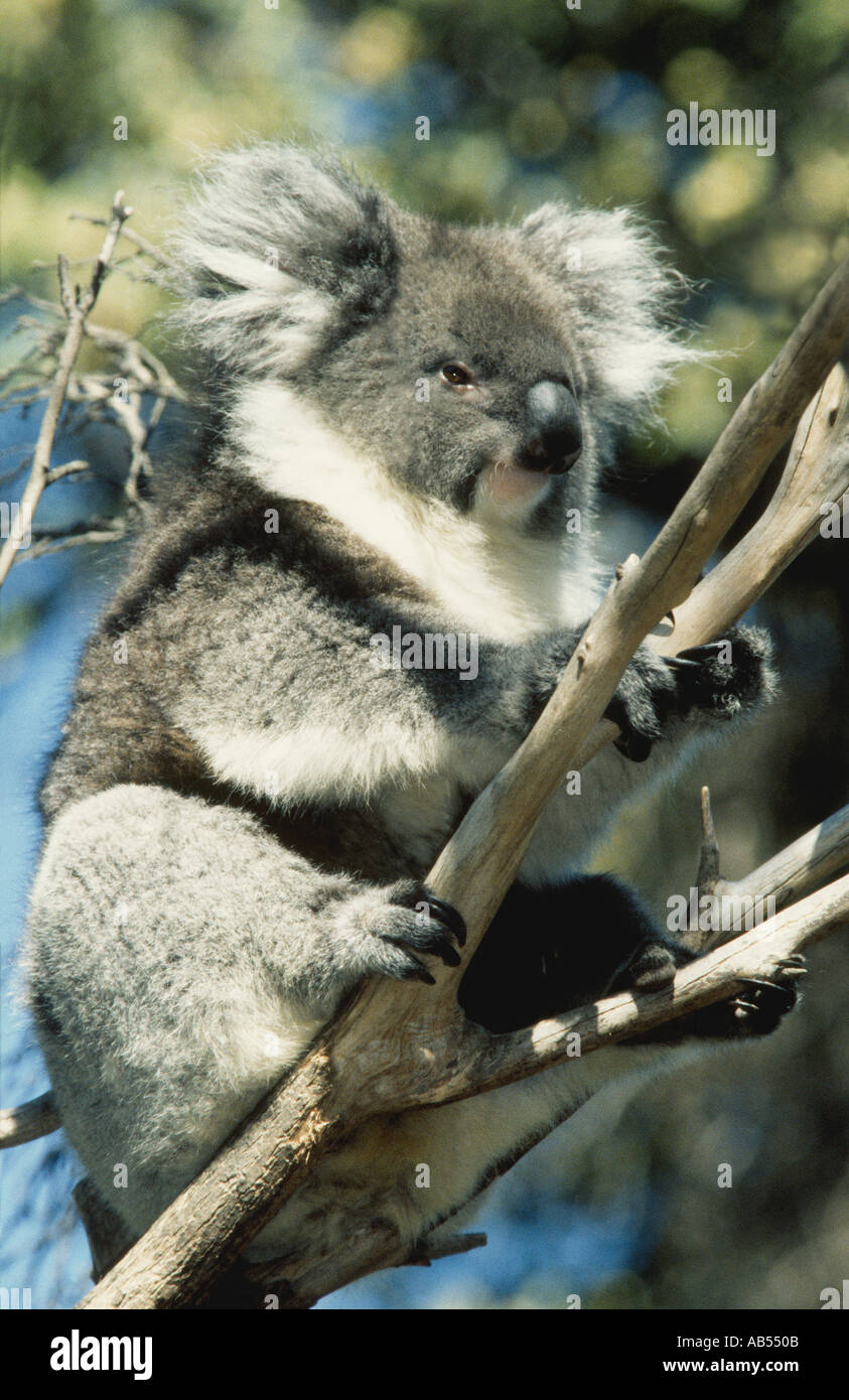 Koalas in wild hi-res stock photography and images - Alamy
