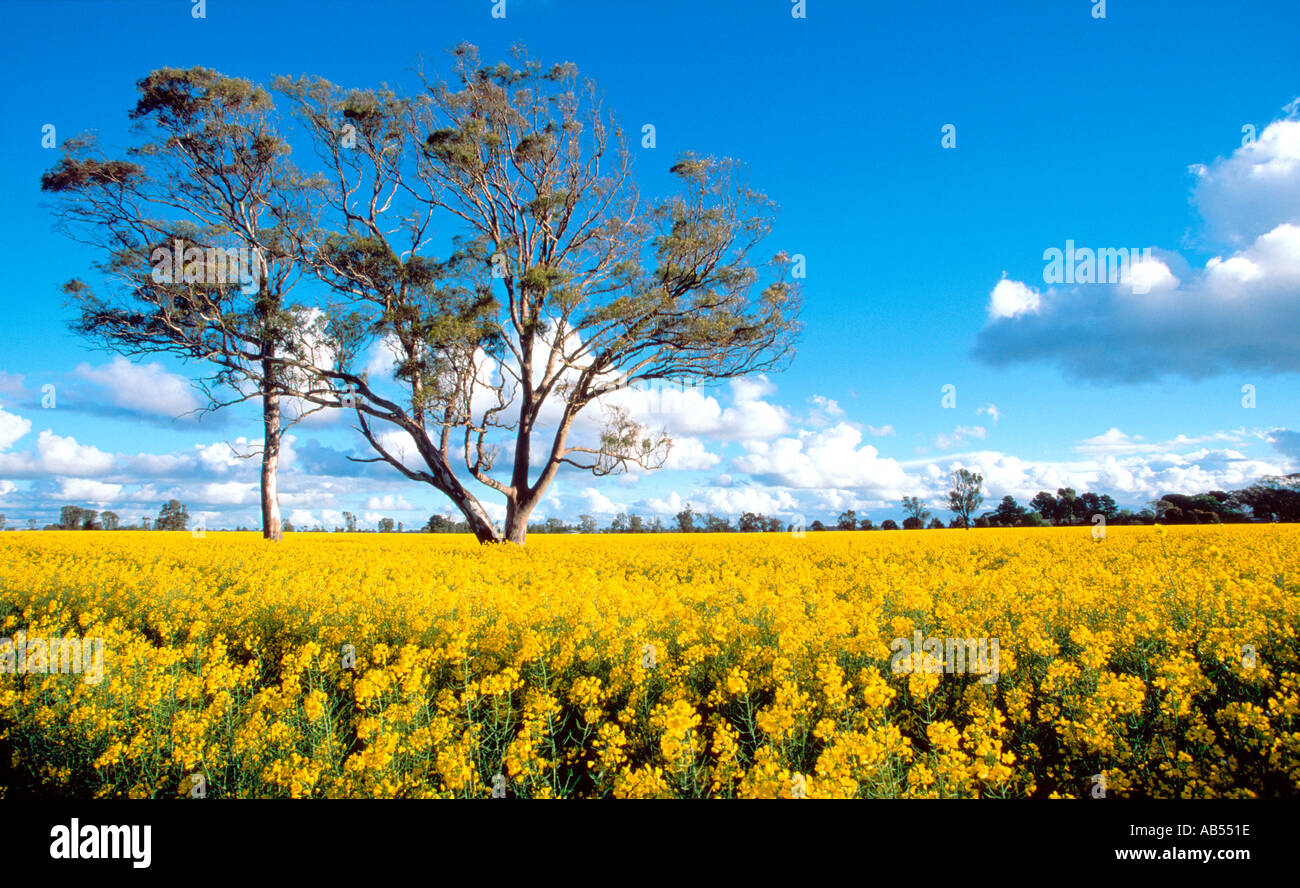 Canola field Australia Stock Photo - Alamy
