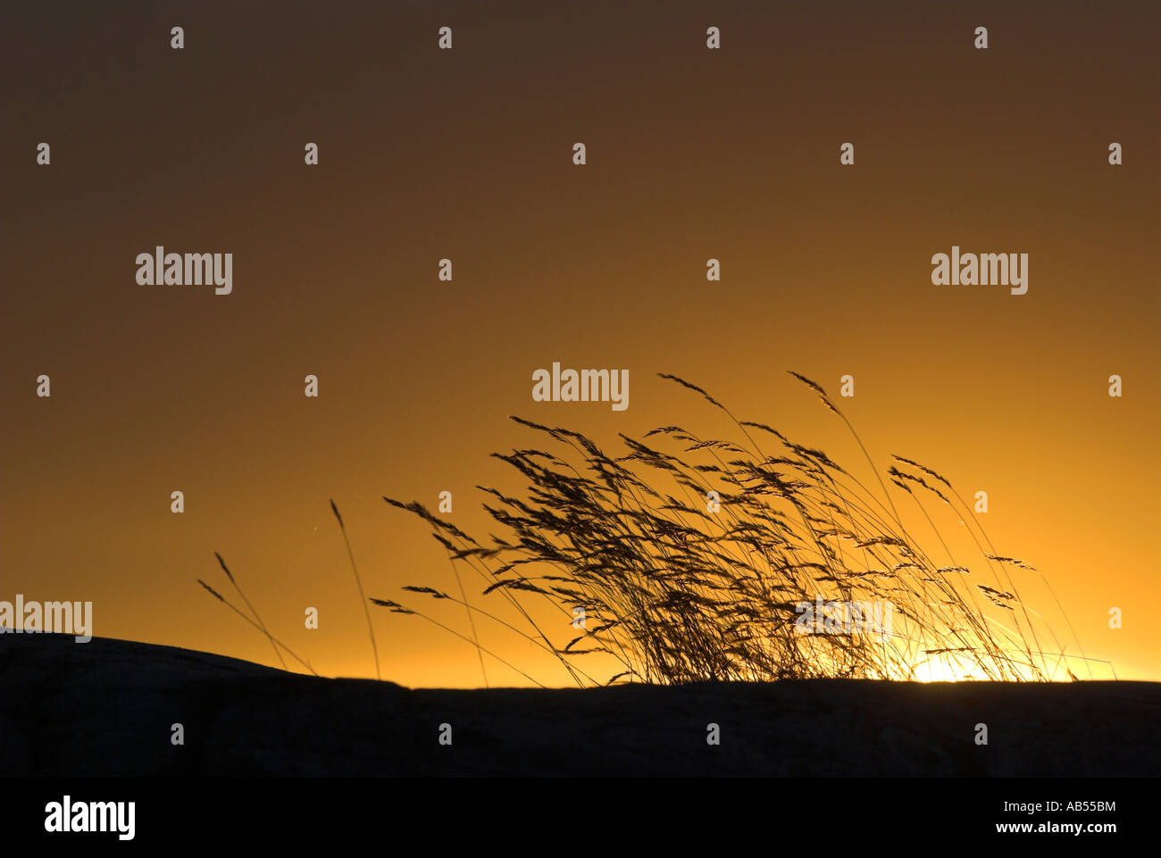 Grass at sunset Stock Photo - Alamy