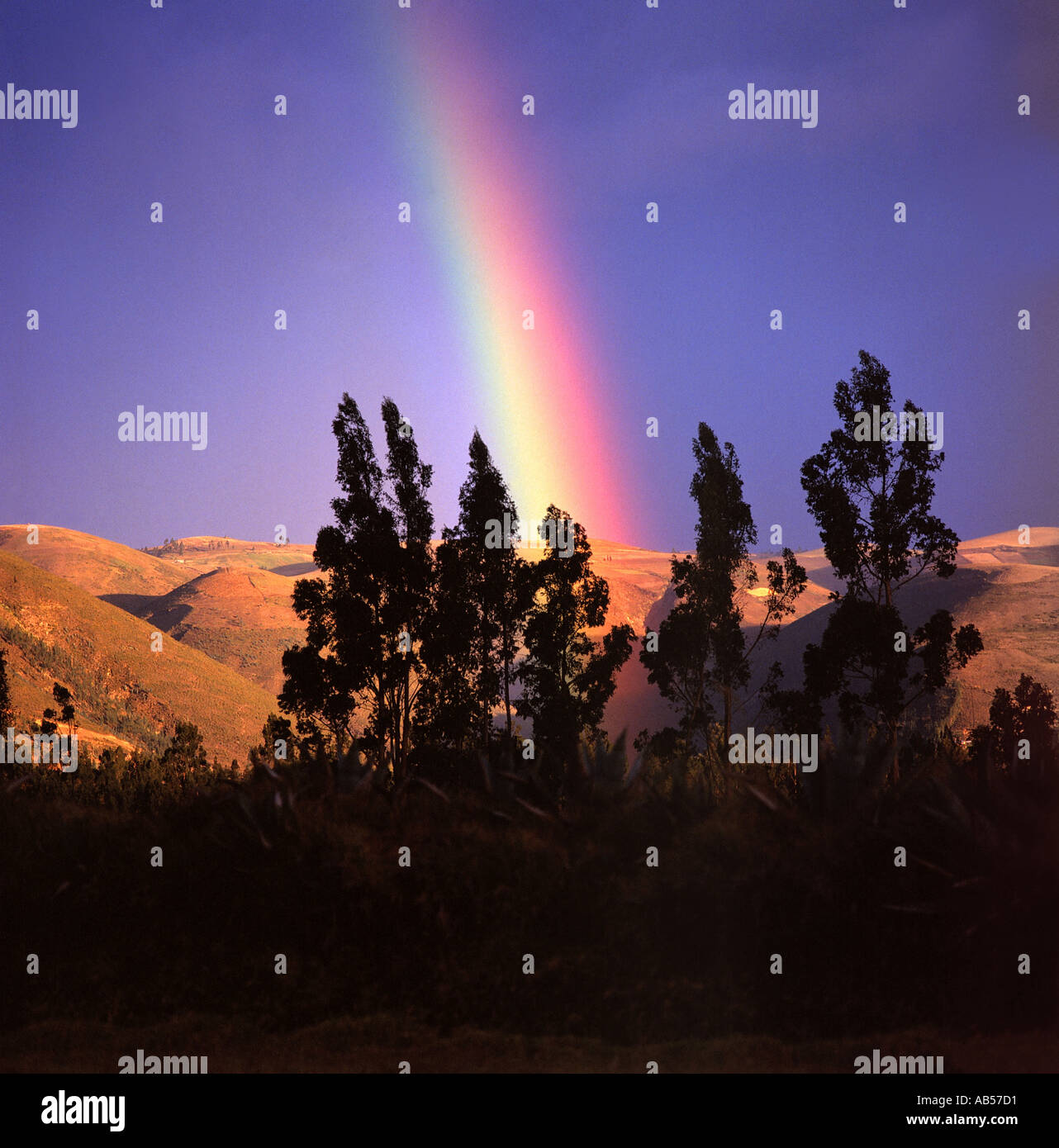 rainbow and eucalyptus trees region of altiplano peru Stock Photo - Alamy