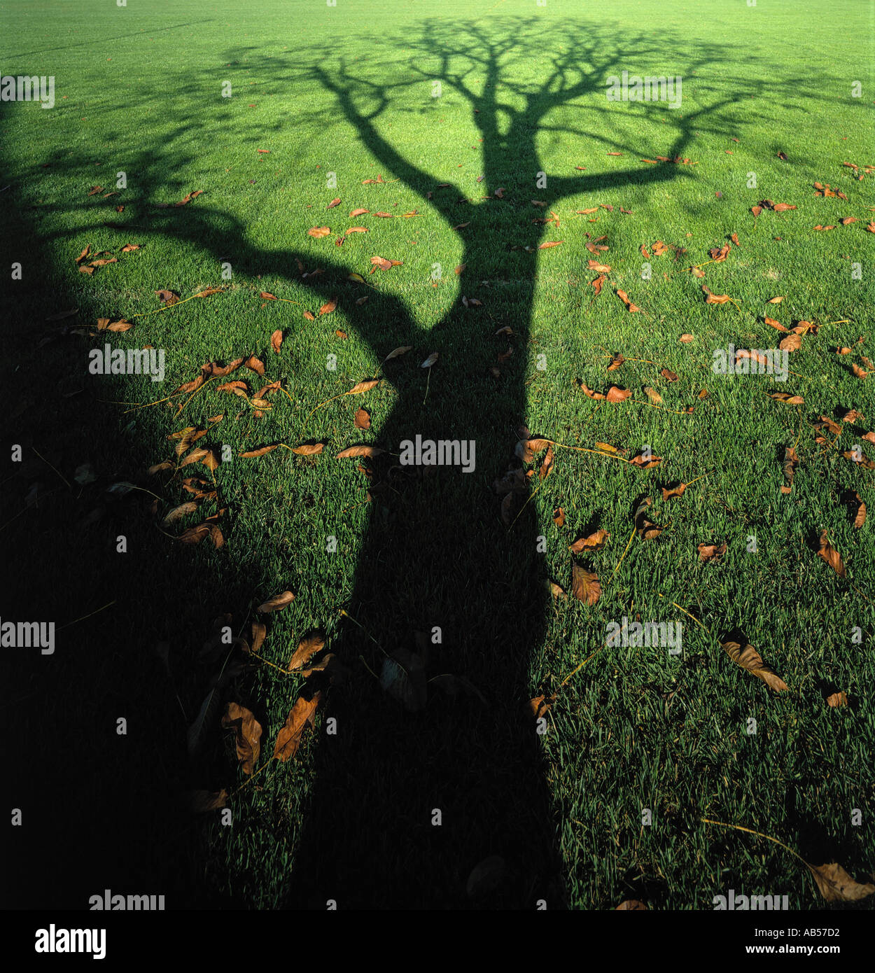 shadow of leafless tree Stock Photo - Alamy