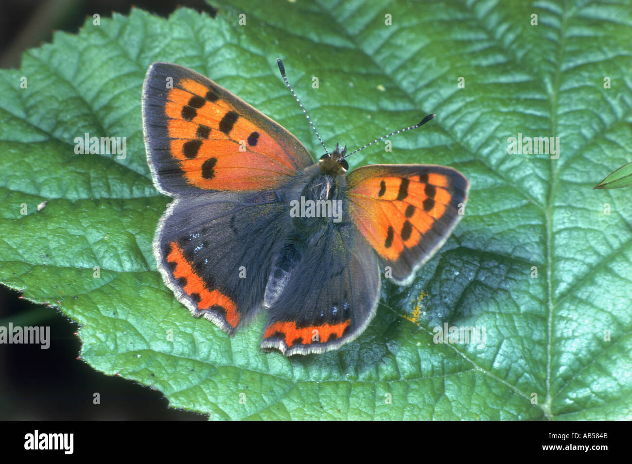 Large copper butterfly hi-res stock photography and images - Alamy