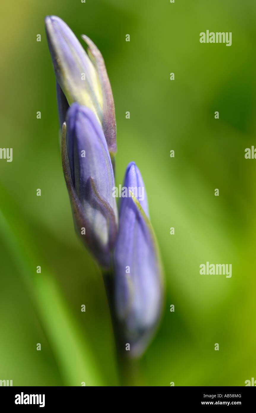 Bluebell flower buds, endymion nonscriptus Stock Photo - Alamy
