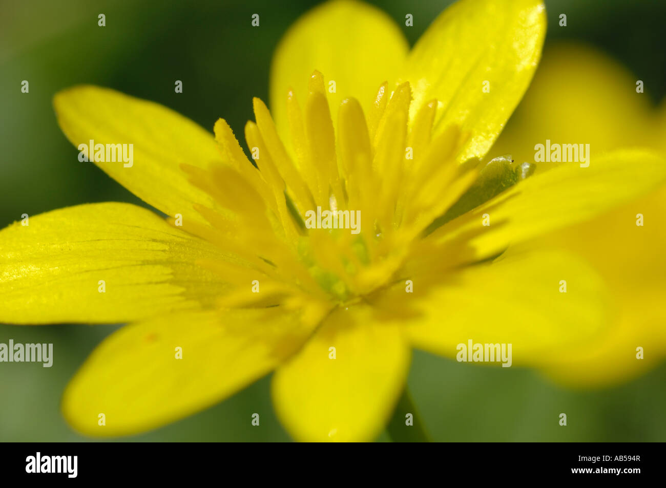 Lesser Celandine, ranunculus ficaria Stock Photo - Alamy
