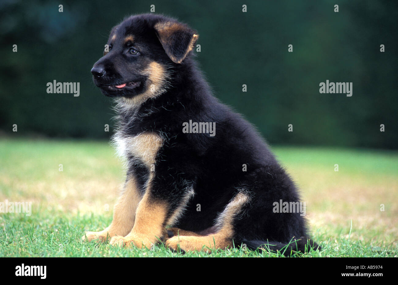 German shepherd guide dog hi-res stock photography and images - Alamy