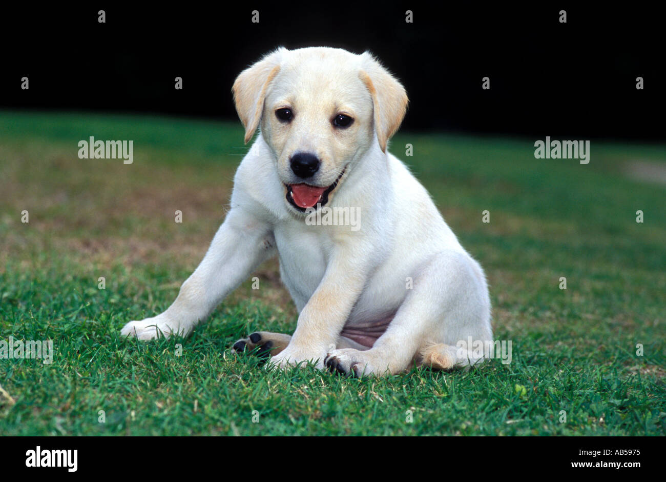 Golden Labrador puppy Stock Photo - Alamy