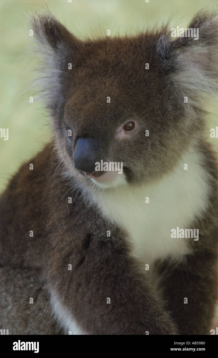 Koala in the bush hi-res stock photography and images - Alamy