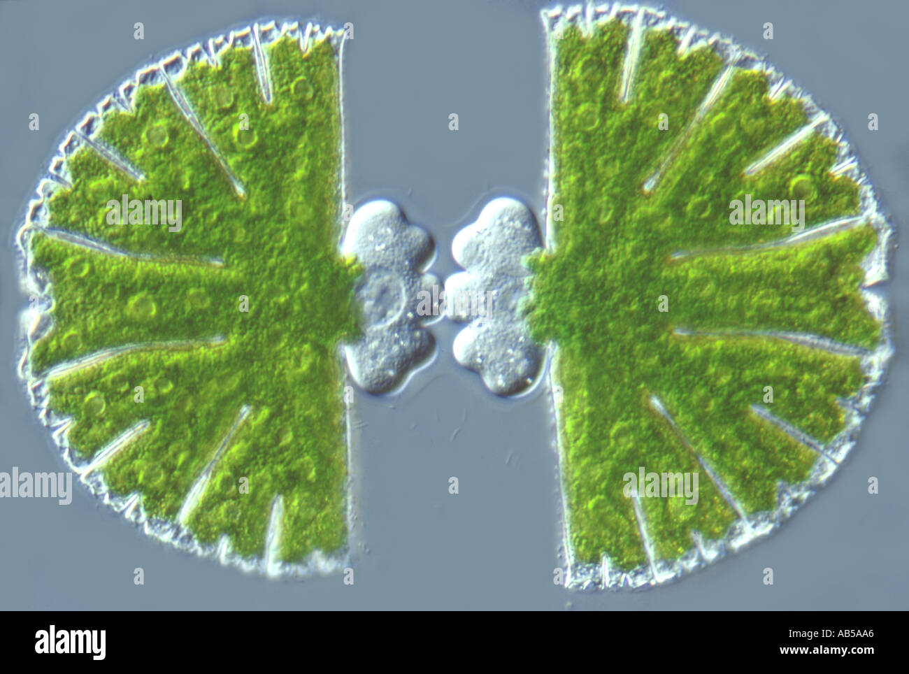 Micrasterias hi-res stock photography and images - Alamy
