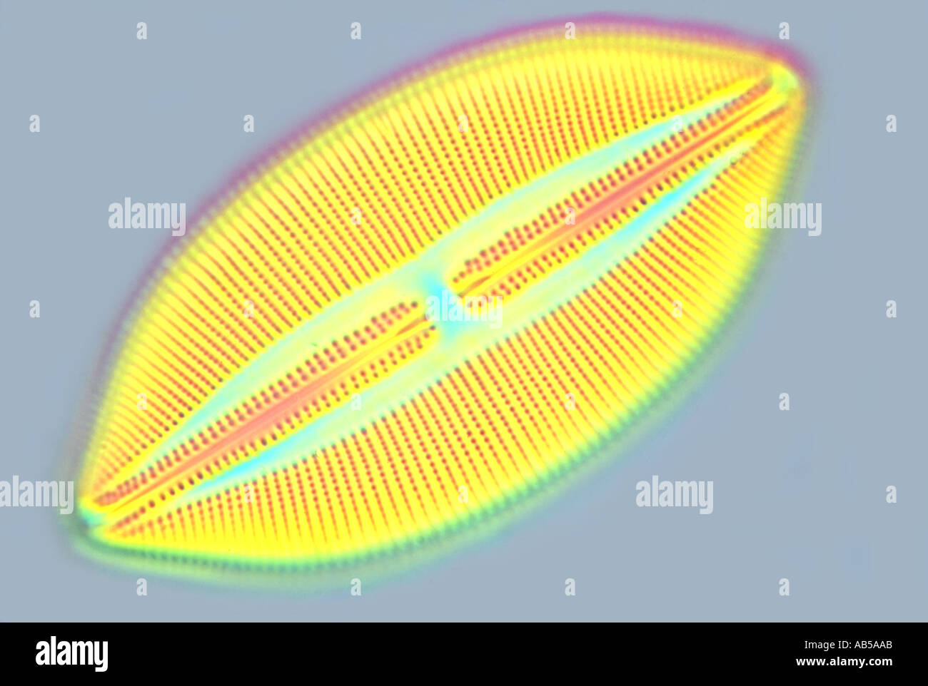 Diatom Diagram Frustule