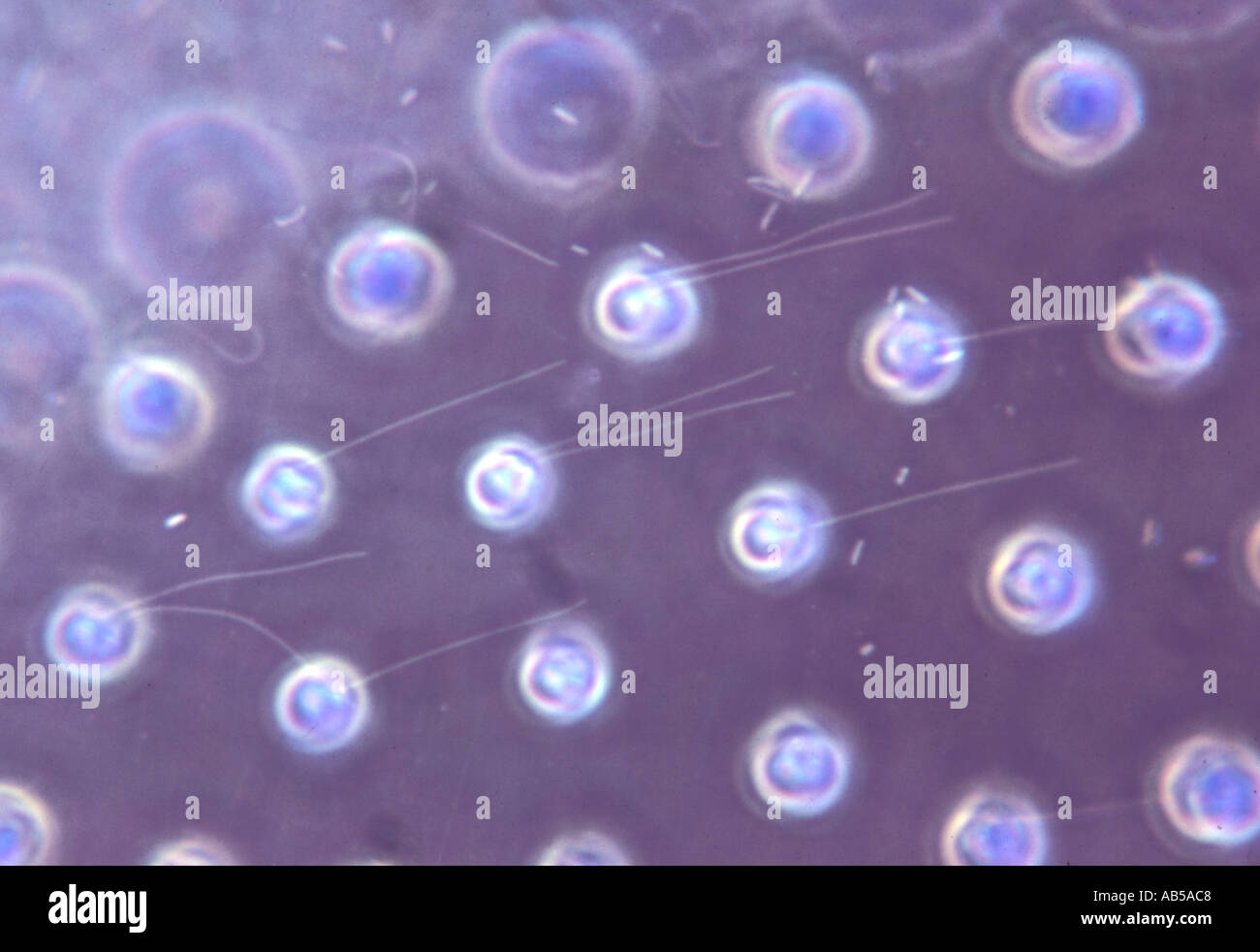 Flagella algae hi-res stock photography and images - Alamy