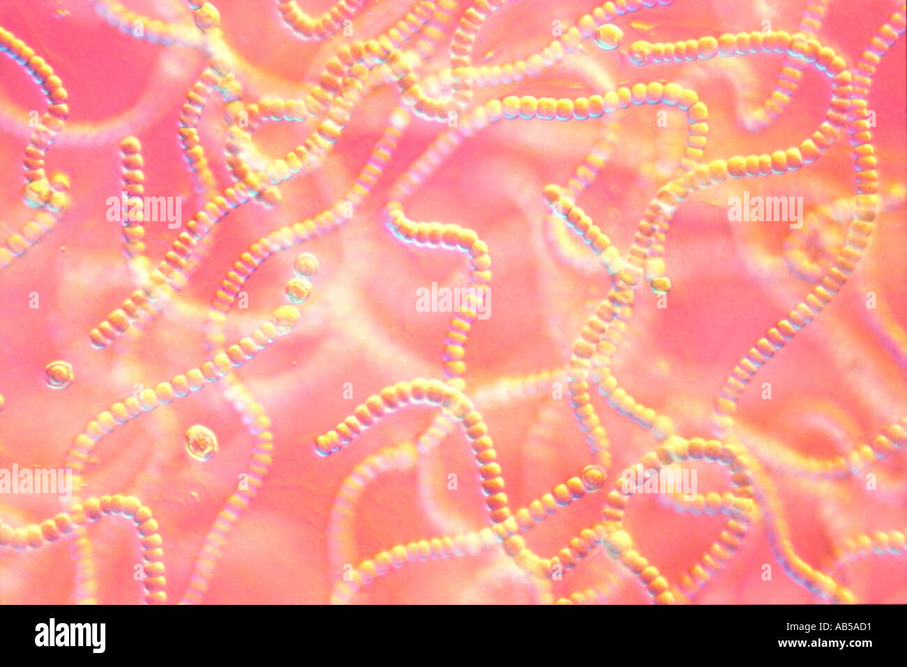 Part of compressed colony of Nostoc Living Nomarski DIC Stock Photo - Alamy