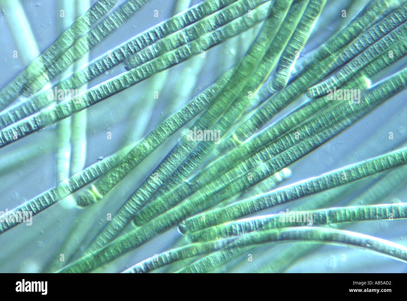 Oscillatoria Under A Microscope