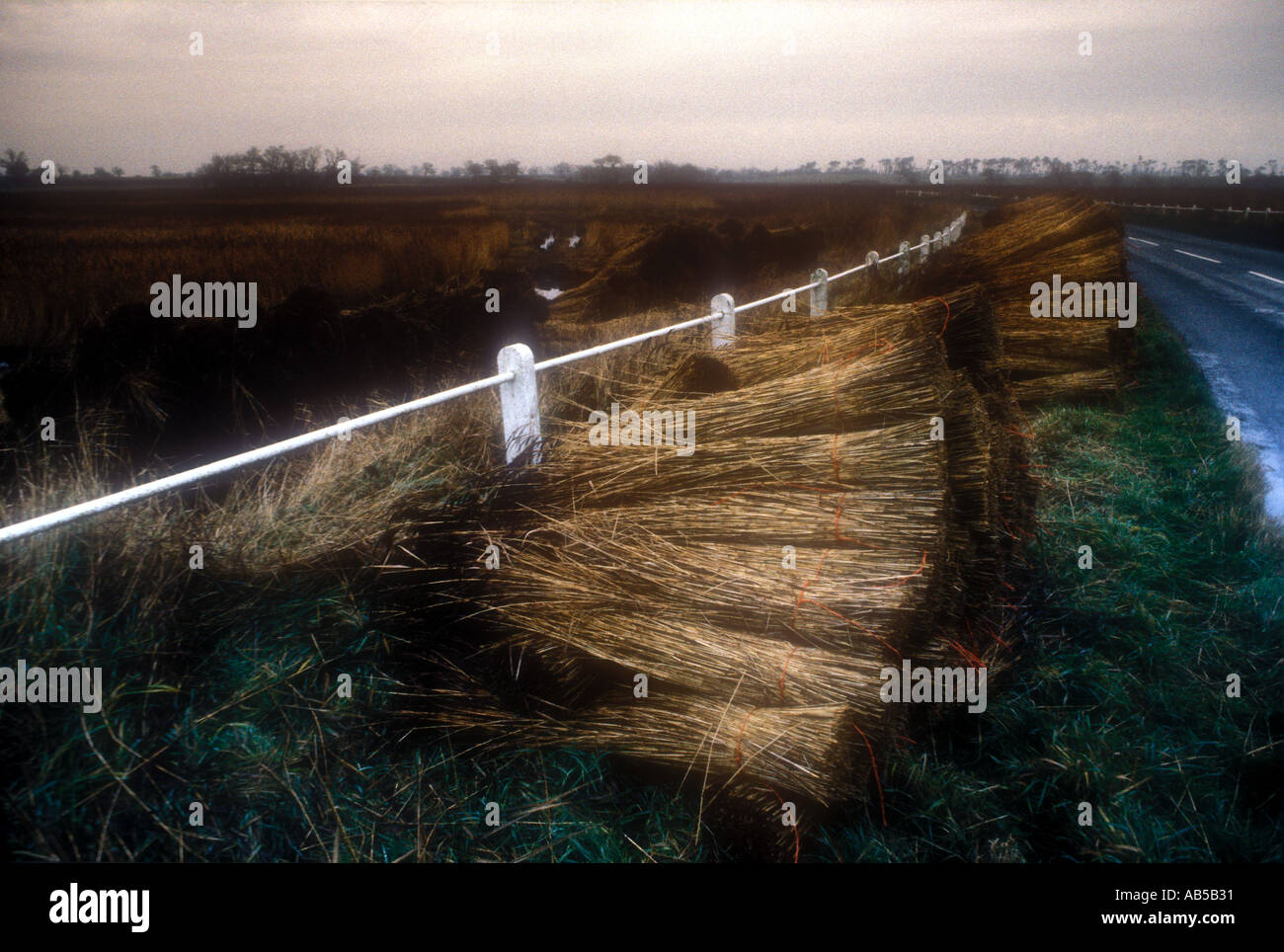 Bundles of Reeds gathered ready for thatching in Suffolk UK Stock Photo ...