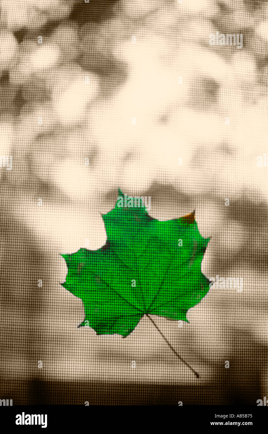 Green Leaf stuck on window screen Stock Photo - Alamy