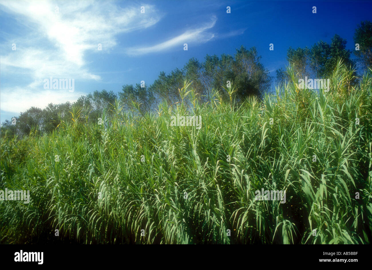 Landscape of the Camargue Southern France Stock Photo - Alamy