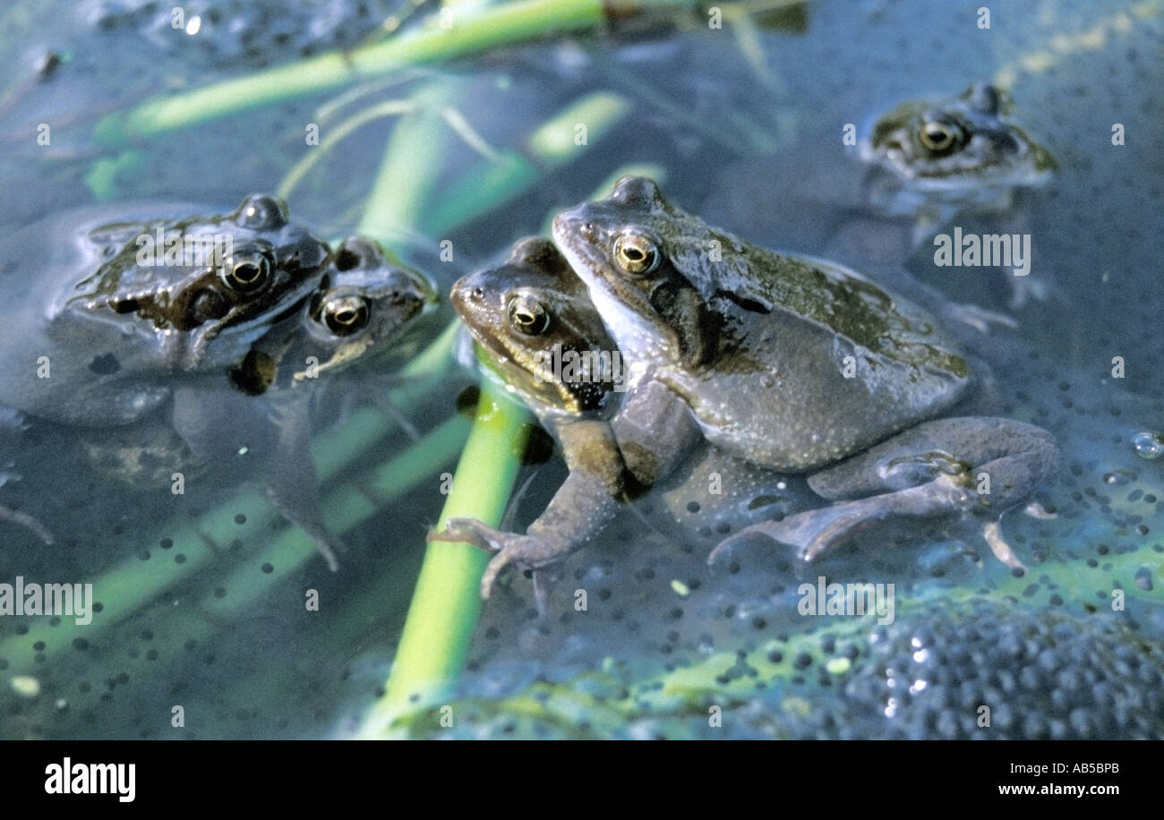 Single frog hi-res stock photography and images - Alamy