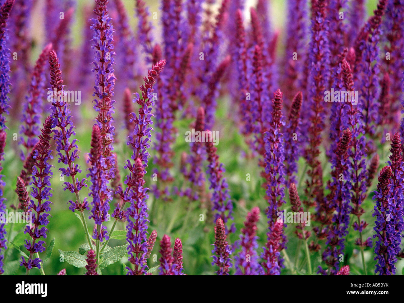 Salvia superba hi-res stock photography and images - Alamy