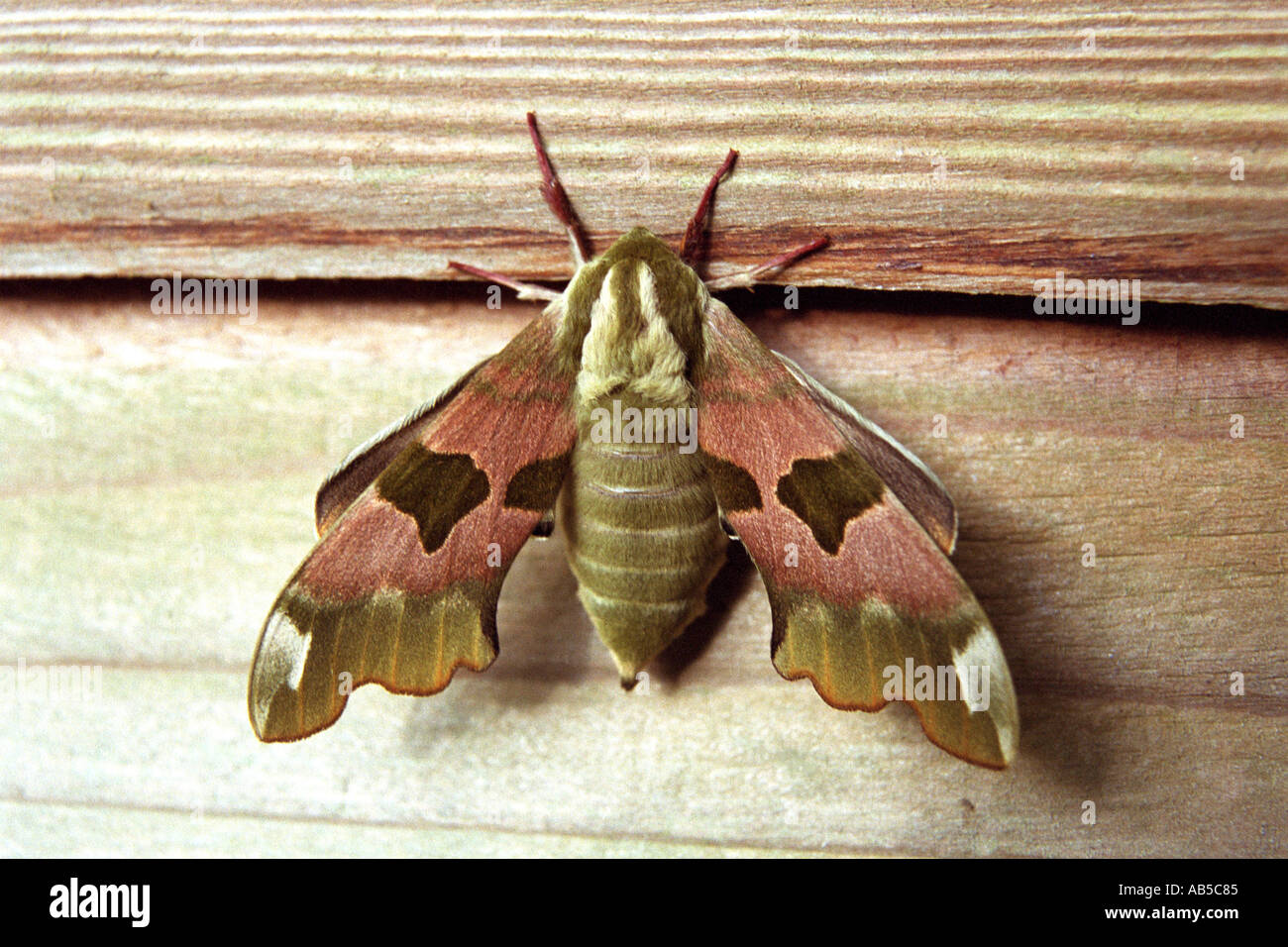 Lime Hawk Moth Stock Photo - Alamy