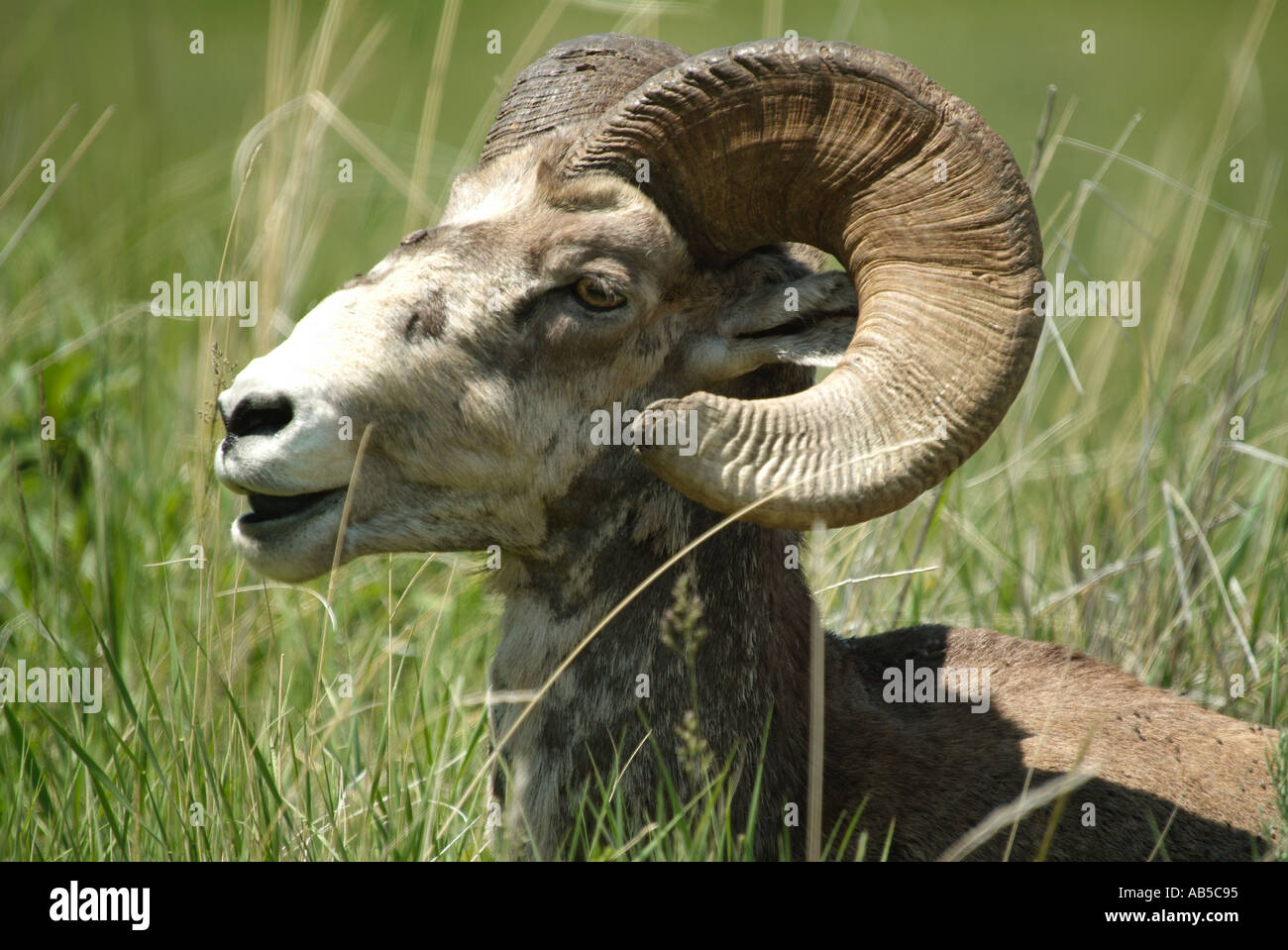Big Horn Sheep Chewing Cud Stock Photo - Alamy