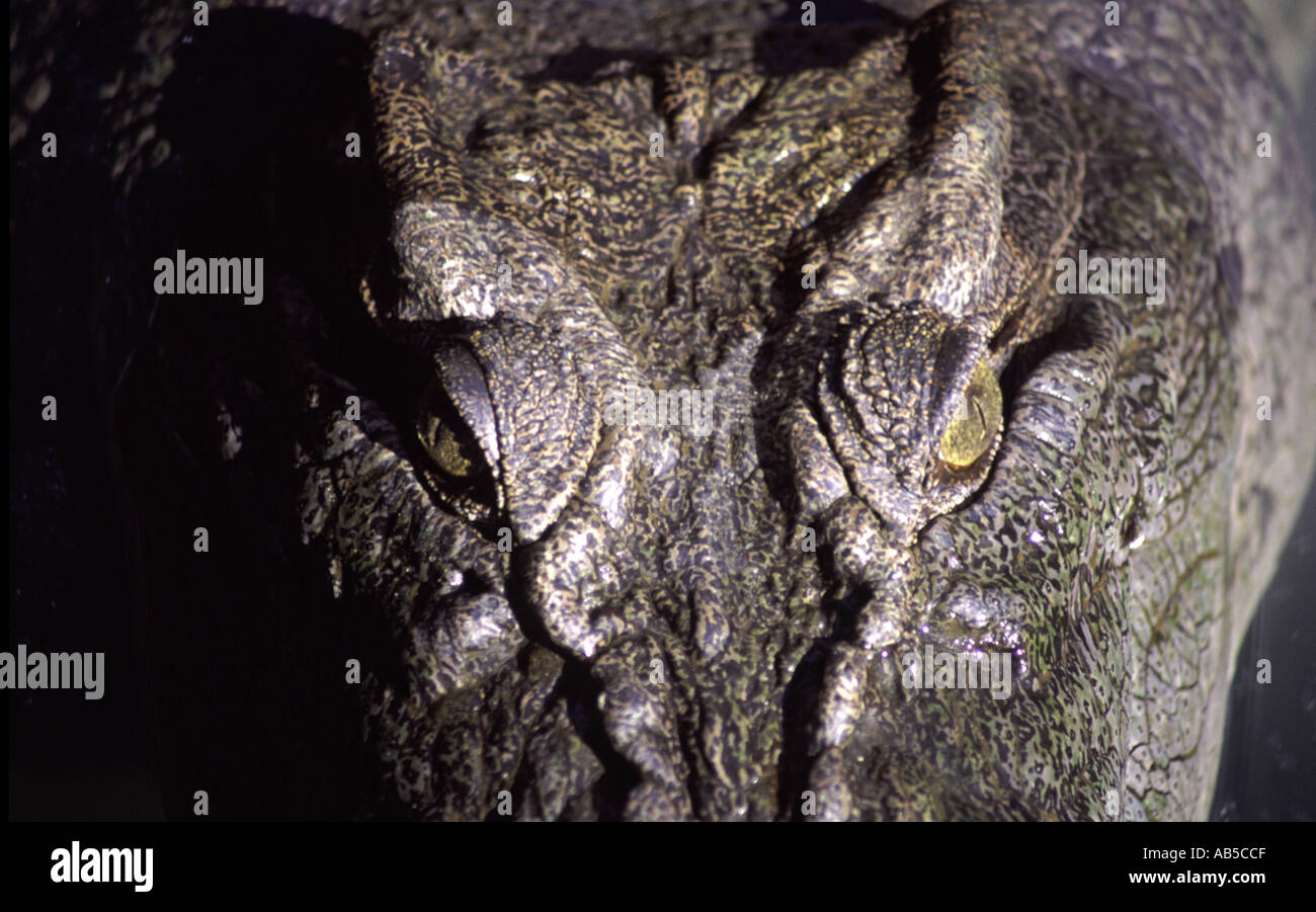 Diapsid hi-res stock photography and images - Alamy