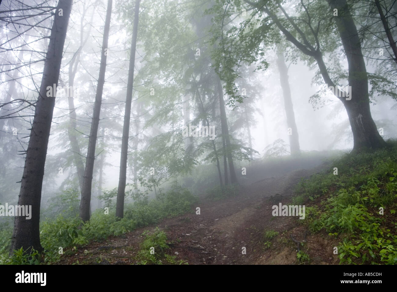 Damp mist in deep forest Stock Photo - Alamy