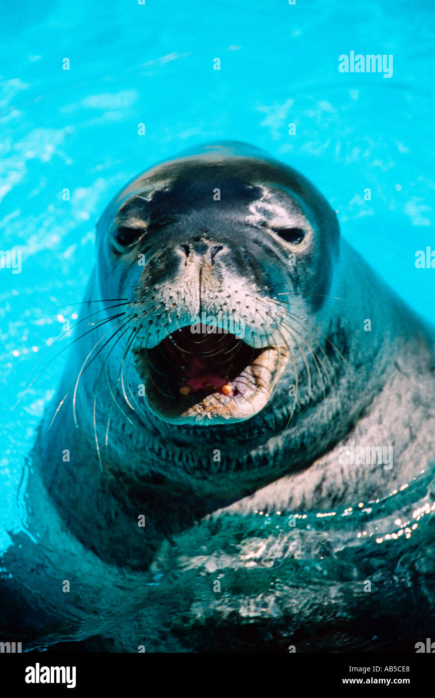 Hawaiian monk seal Neomonachus schauinslandi Sea Life Park Oahu Hawaii ...
