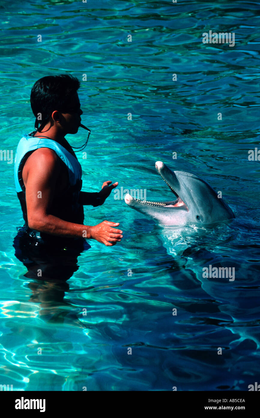 Bottlenose dolphin and trainer Tursiops truncatus Hawaii Stock Photo ...