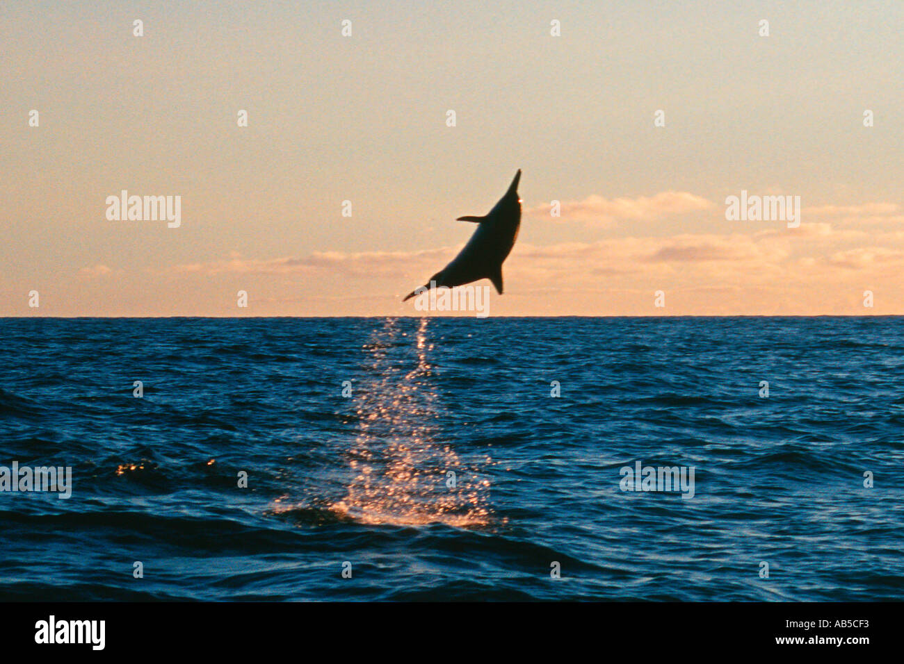 Spinner dolphin jumping sunset Stenella longirostris Big Island Hawaii ...