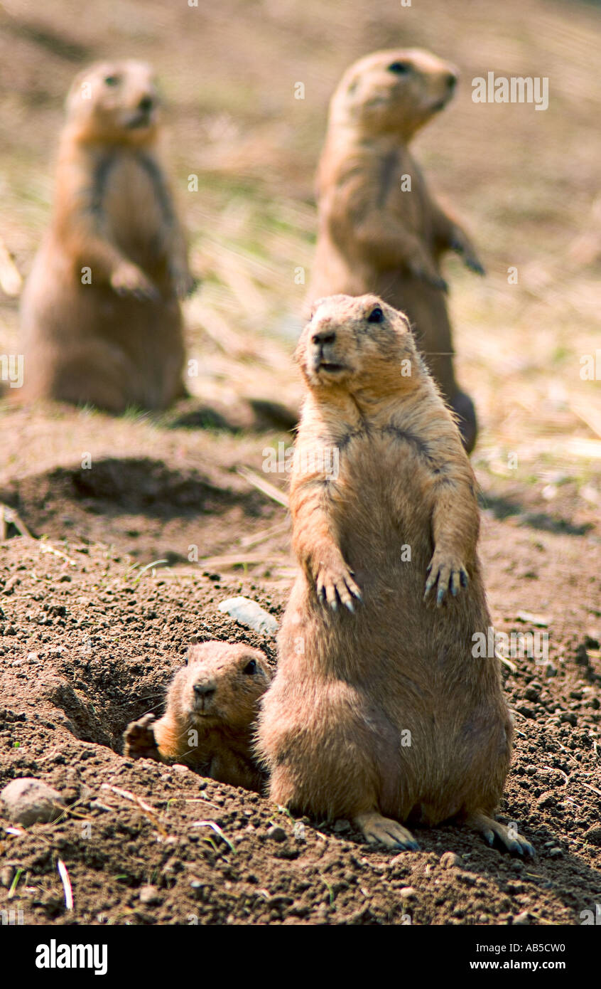Black tailed prairie dog group hi-res stock photography and images - Alamy