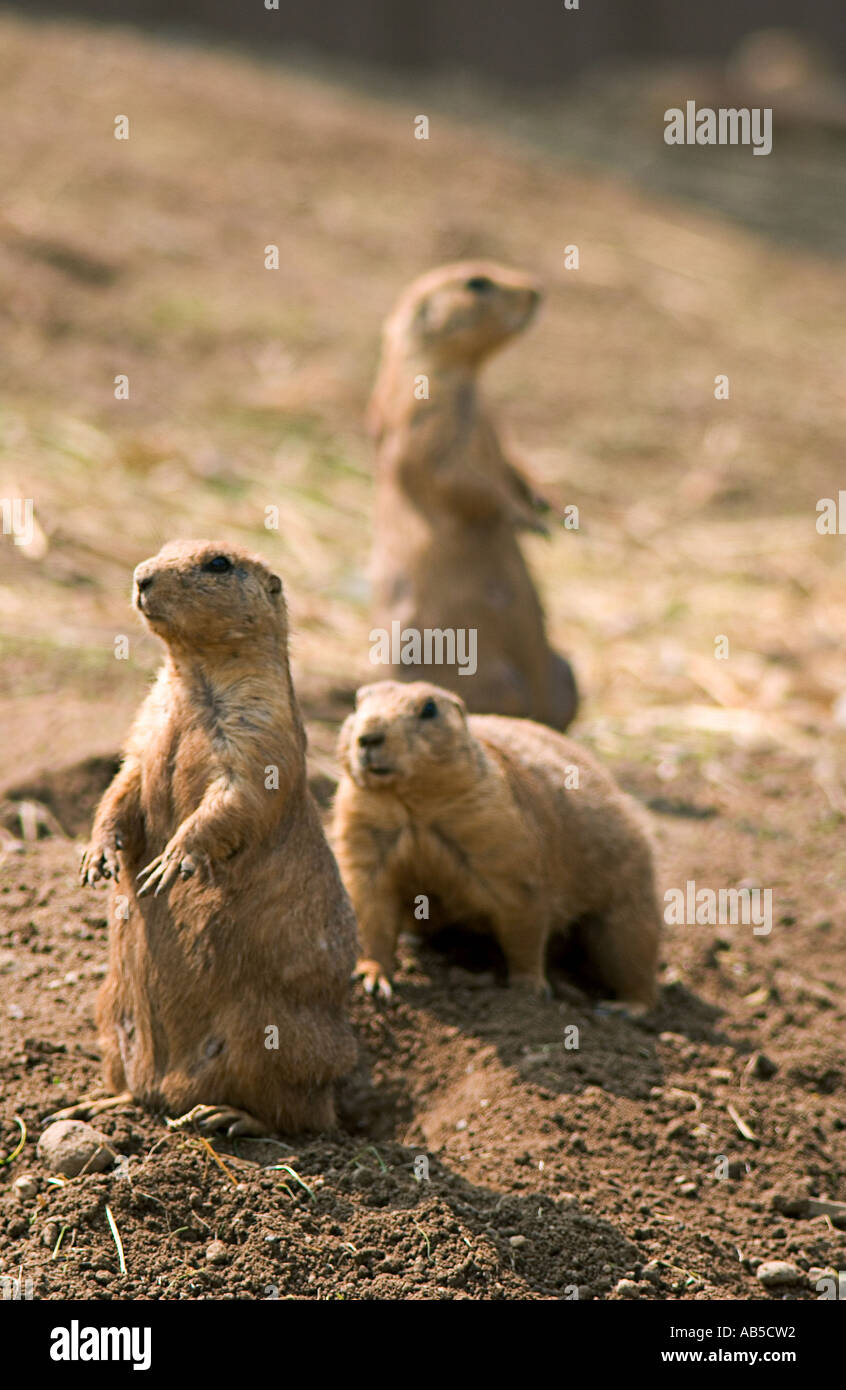 Portrait of a group of prairie dogs Stock Photo - Alamy