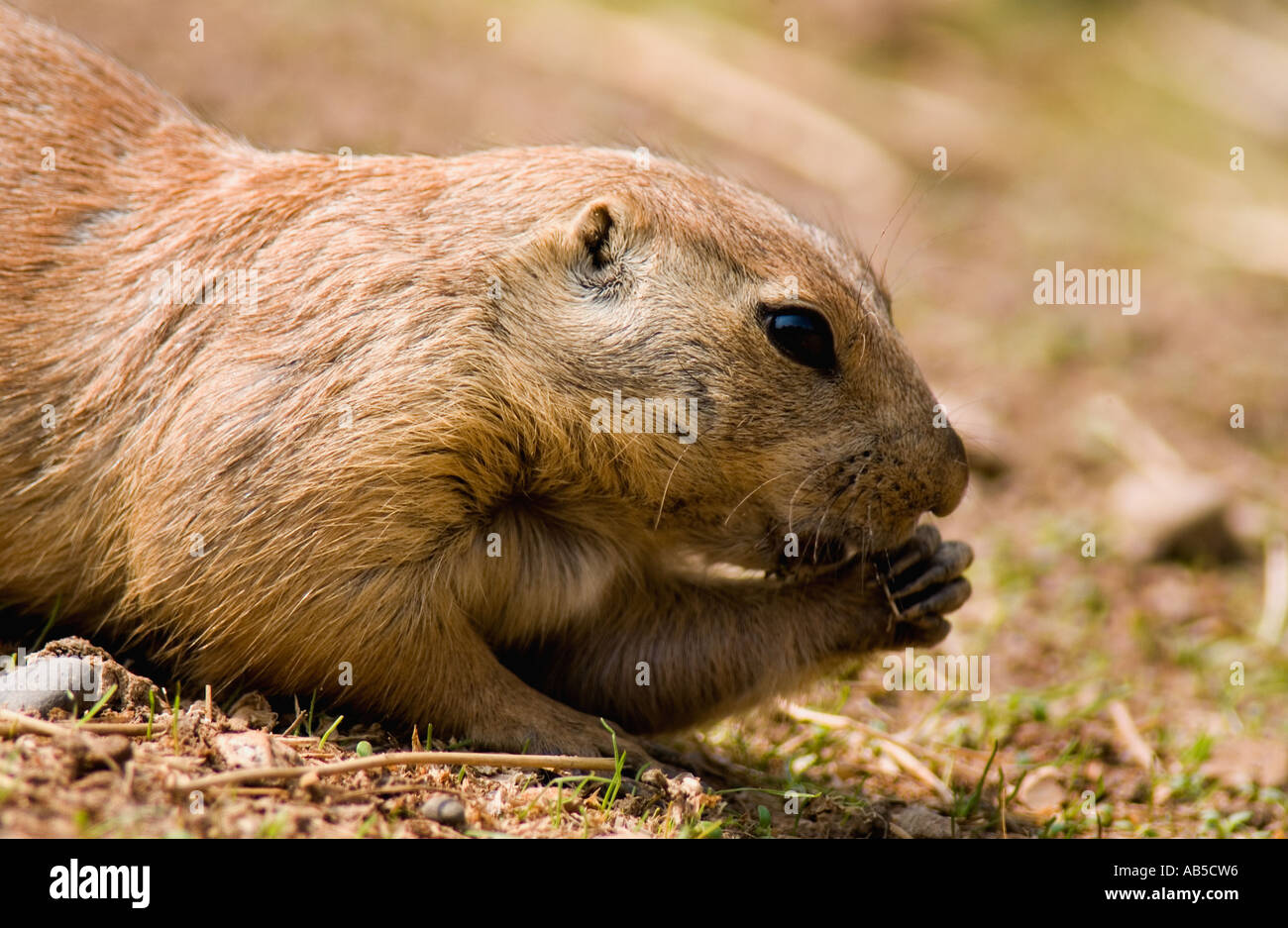 Prairie dog cynomys ludovicianus eating hi-res stock photography and ...