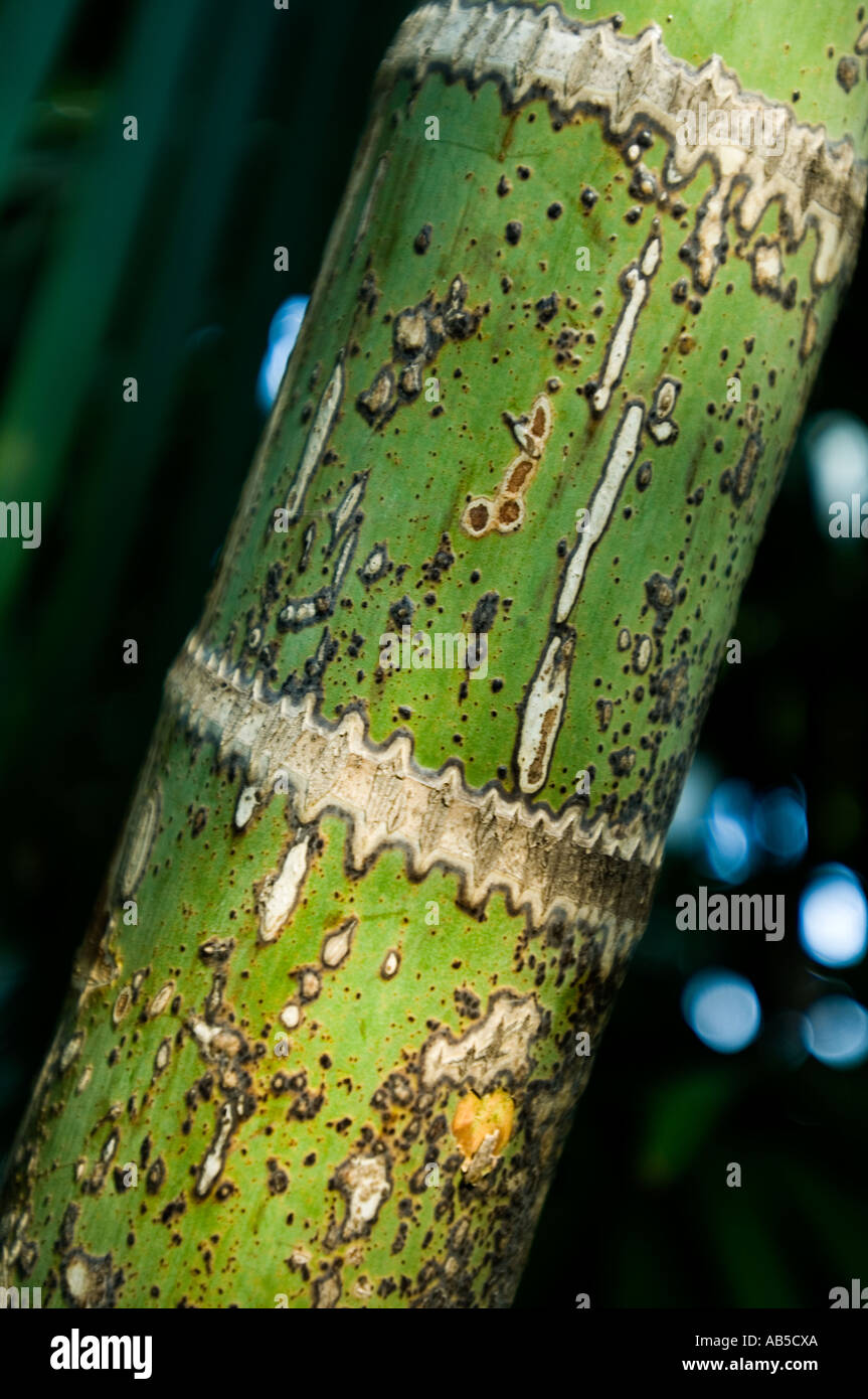 Closeup photo of a palm stem Stock Photo - Alamy