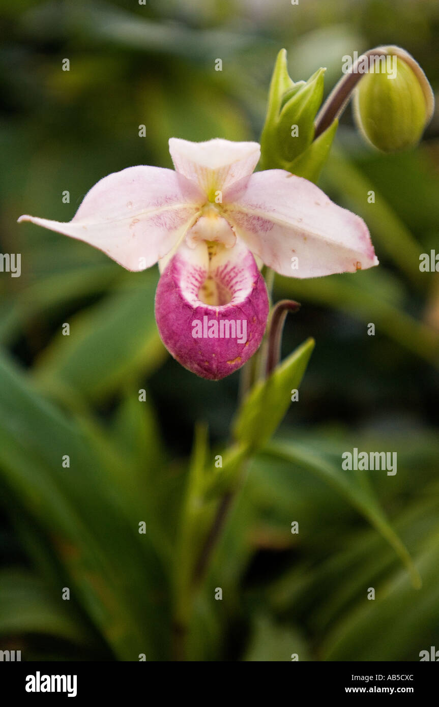 Lady slipper hi-res stock photography and images - Alamy