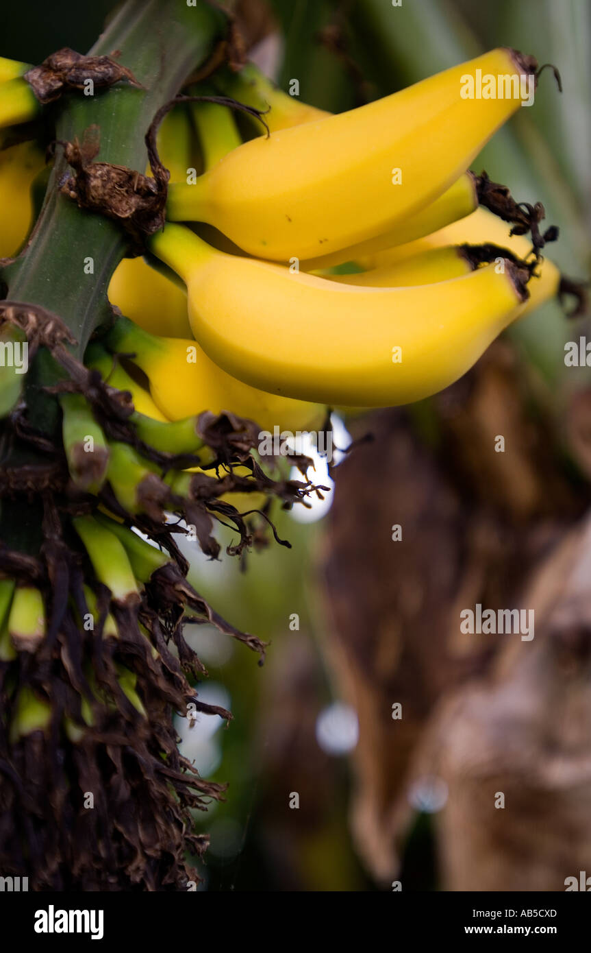 Bananas on the tree hi-res stock photography and images - Alamy