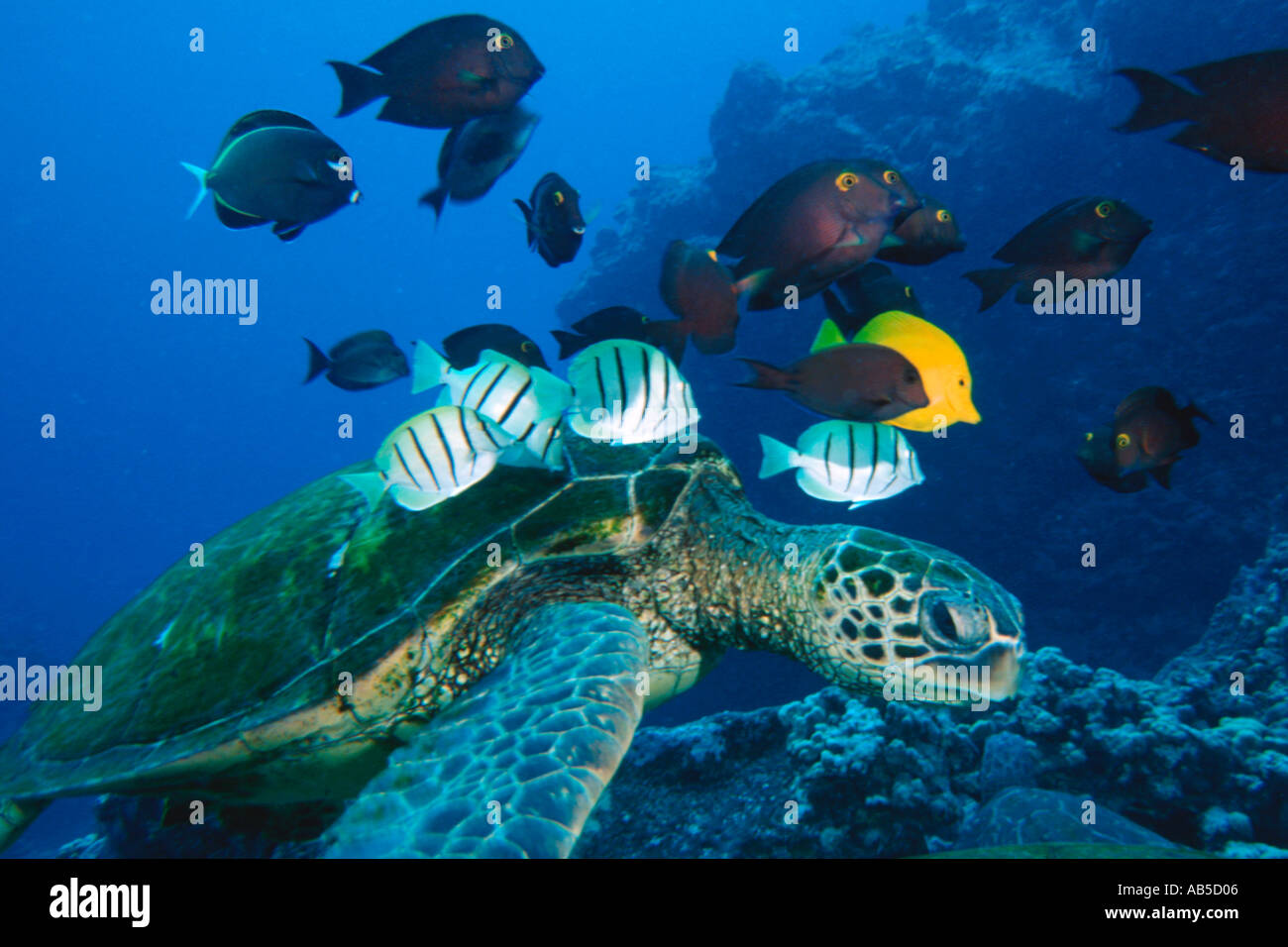 Fish dive ballet hi-res stock photography and images - Alamy