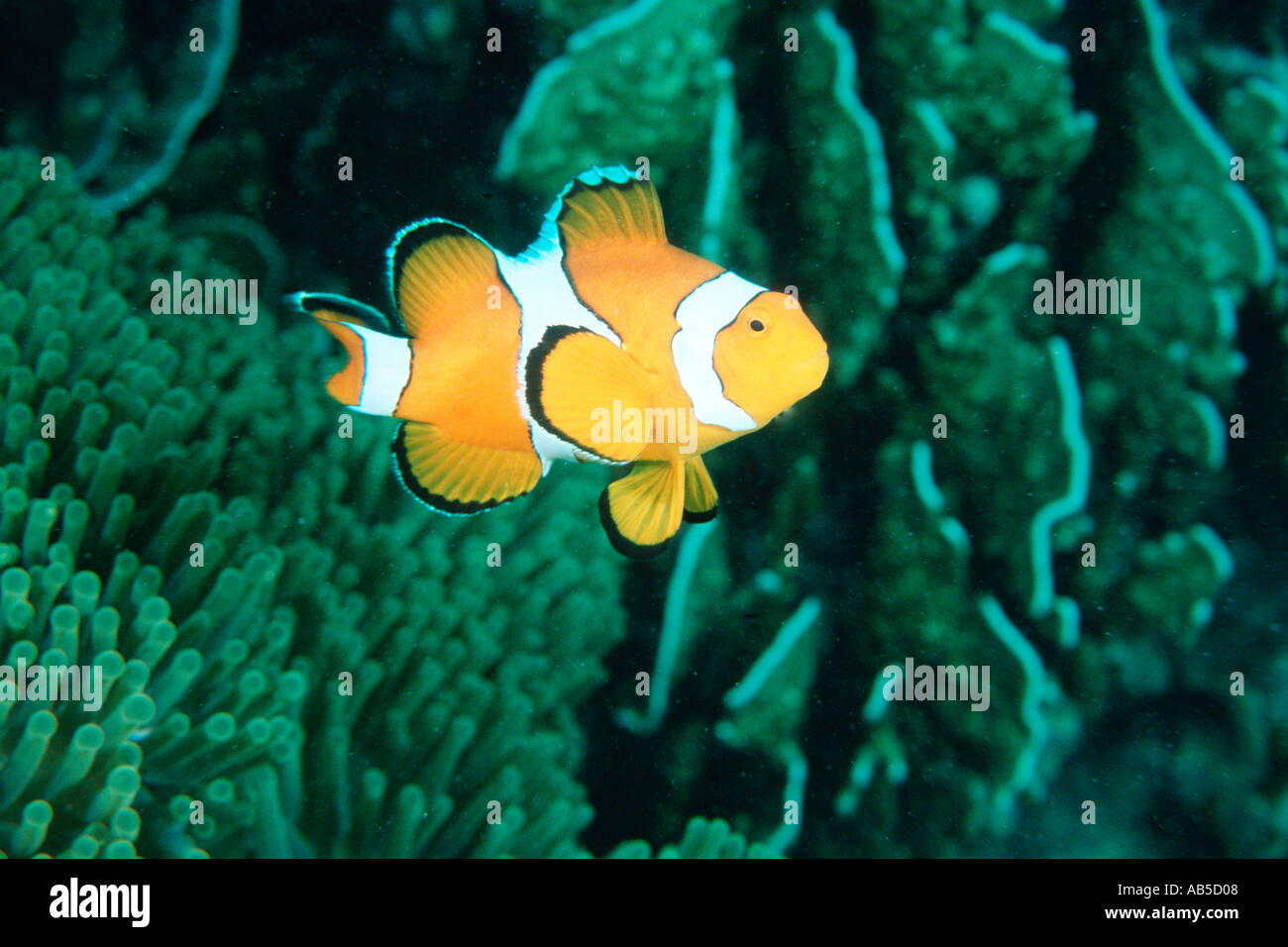 False clown anemonefish Amphiprion ocellaris Similan Islands Thailand ...