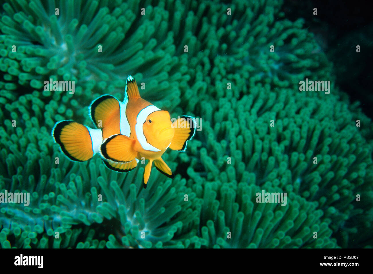 False clown anemonefish Amphiprion ocellaris Similan Islands Thailand ...