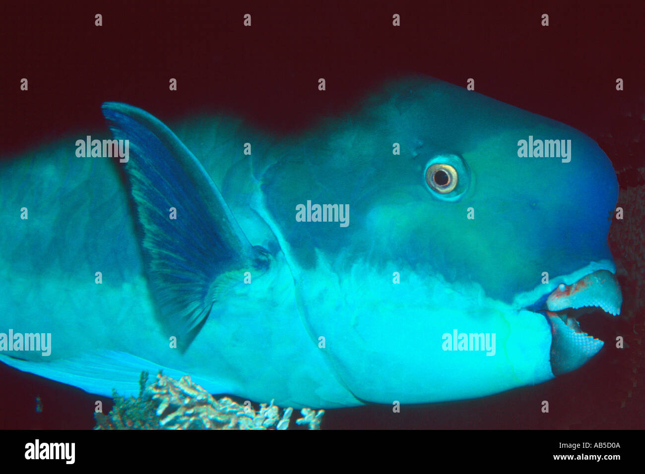 Blunt head parrotfish hi-res stock photography and images - Alamy