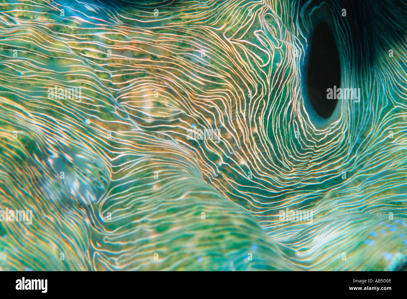 Giant clam mantle detail Tridacna gigas Rongelap Marshall Islands N ...