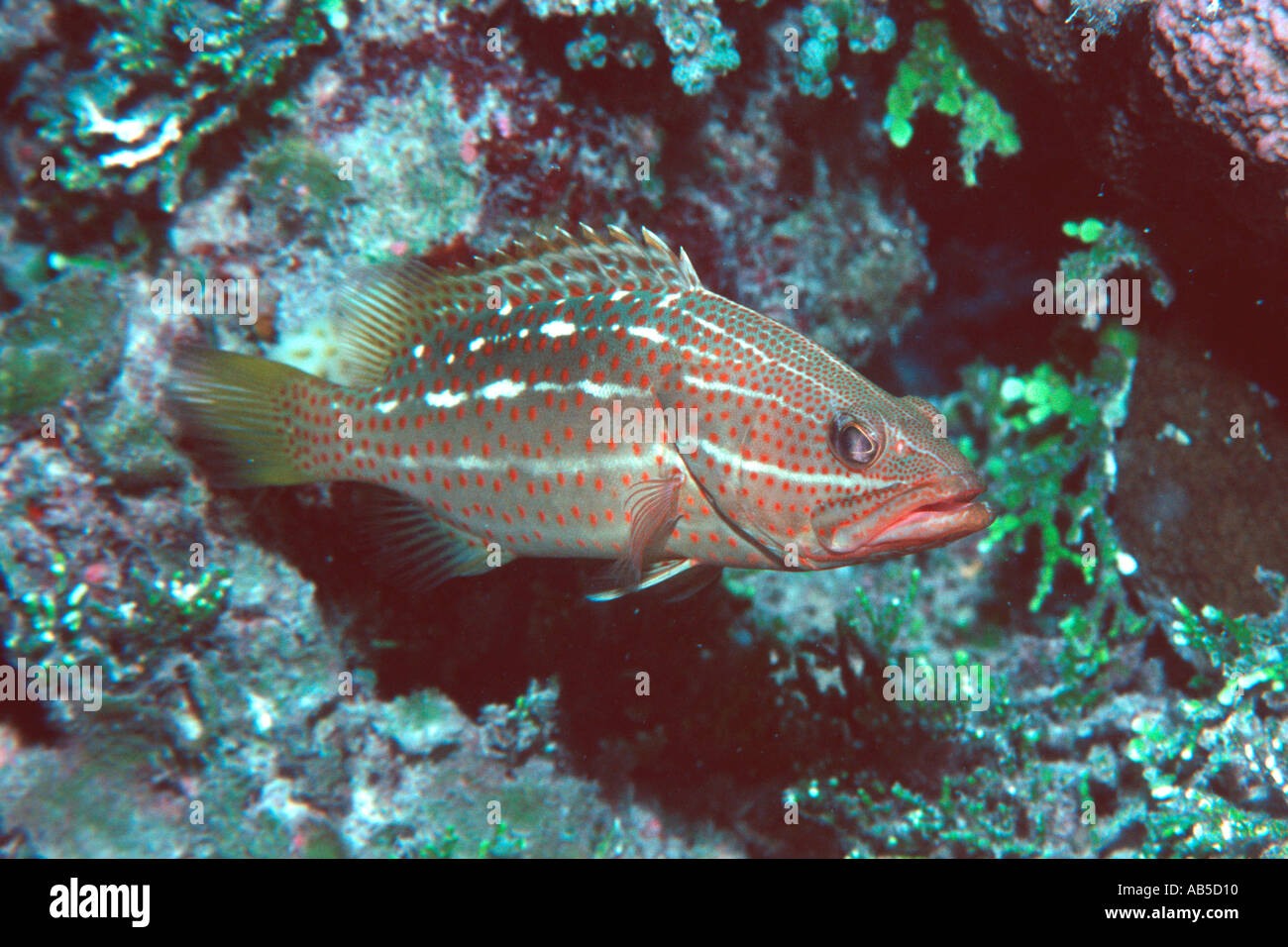 White lined grouper Anyperodon leucogrammicus Rongelap Marshall Islands ...