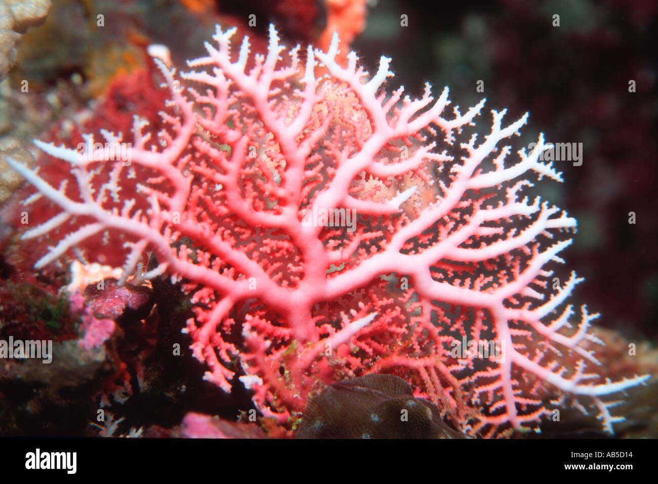 Coral Stylaster sp Rongelap Marshall Islands N Pacific Stock Photo - Alamy