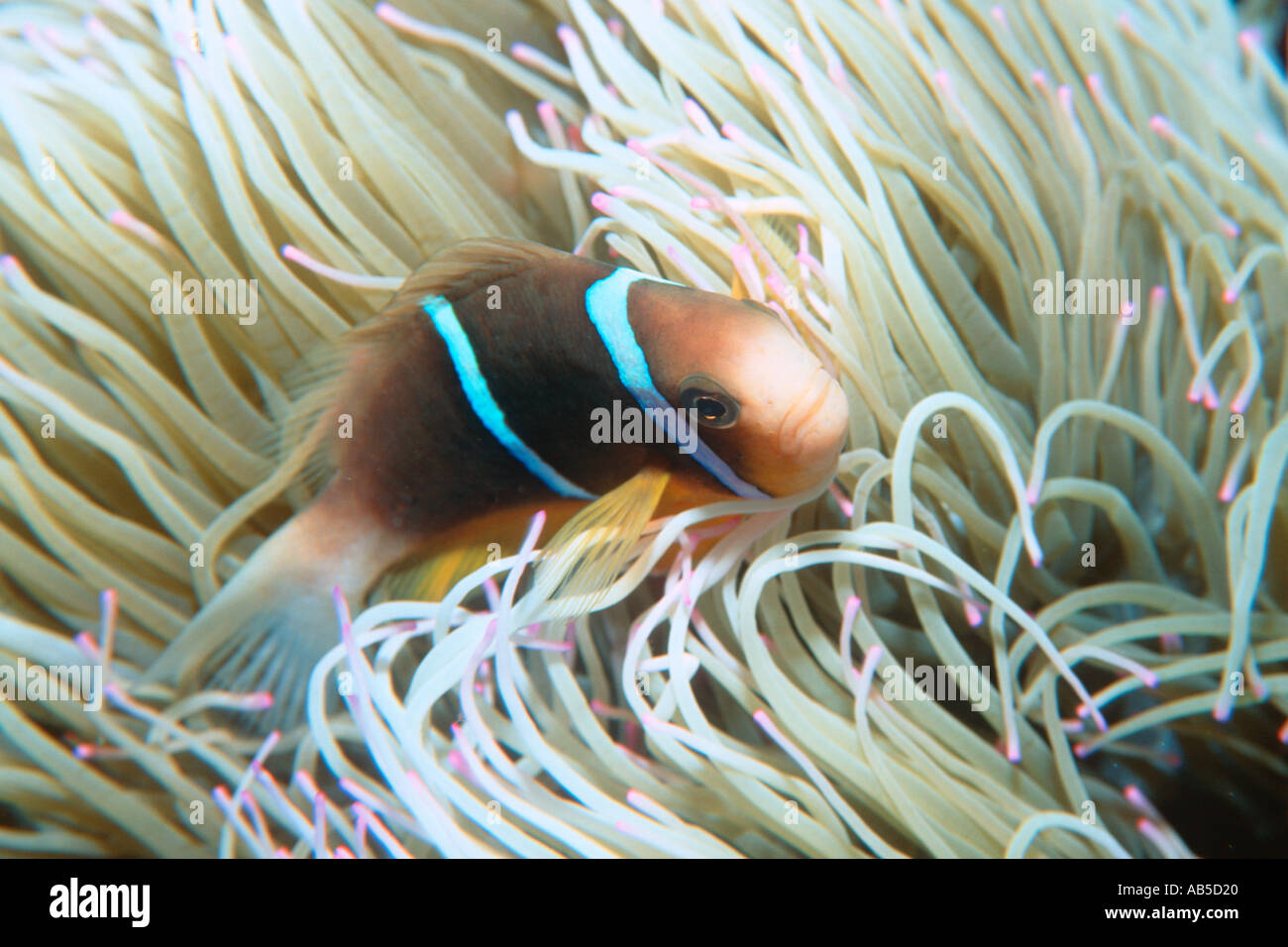 Orange Fin Clownfish High Resolution Stock Photography and Images - Alamy