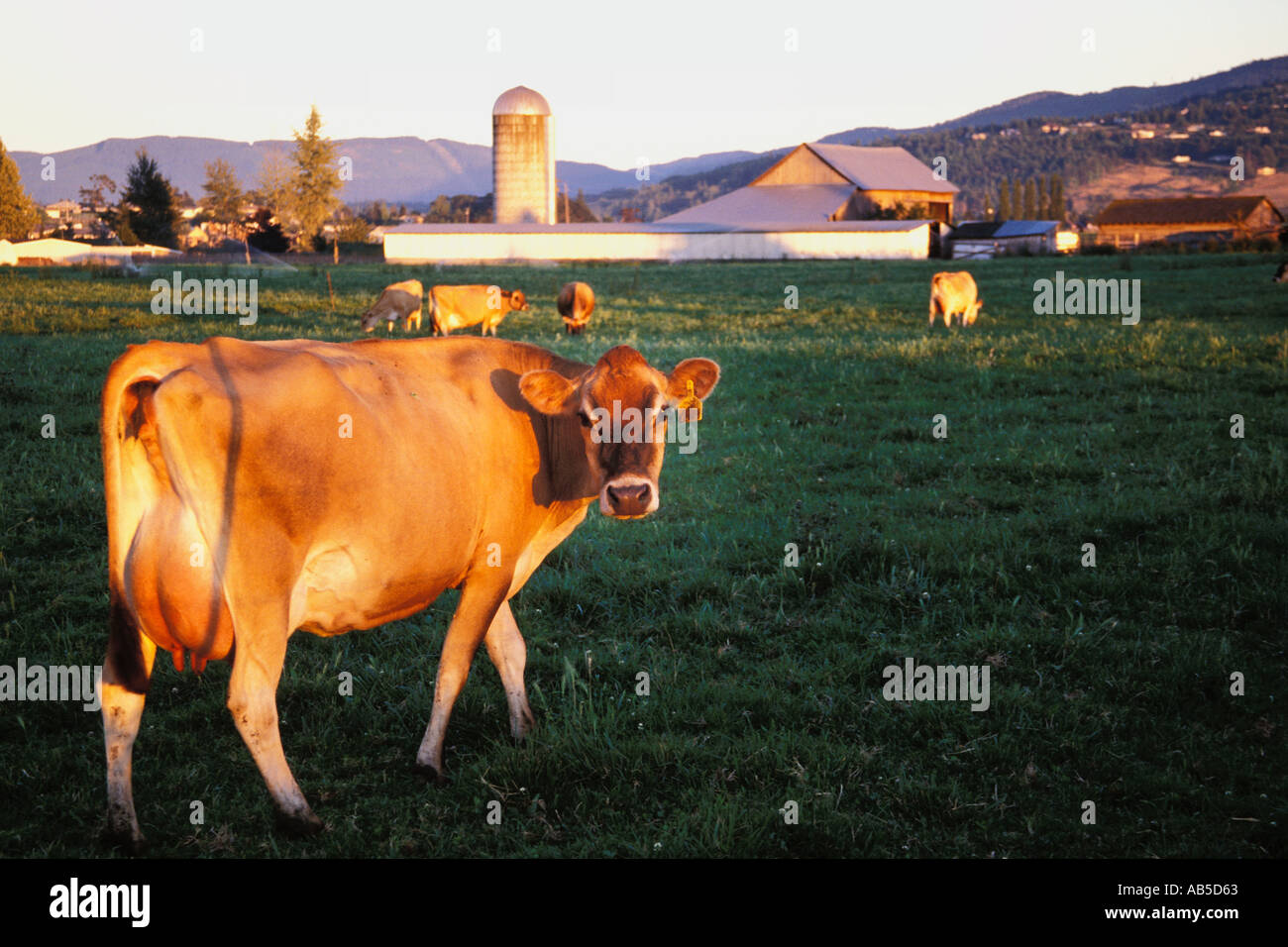 Wa dairy farm hi-res stock photography and images - Alamy