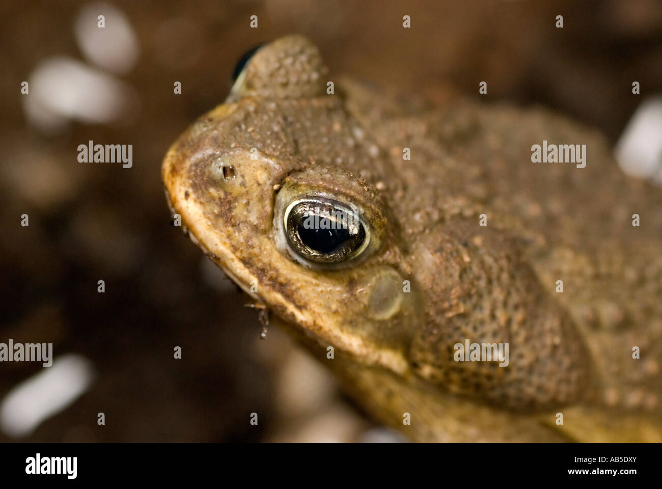an american bull frog Stock Photo - Alamy