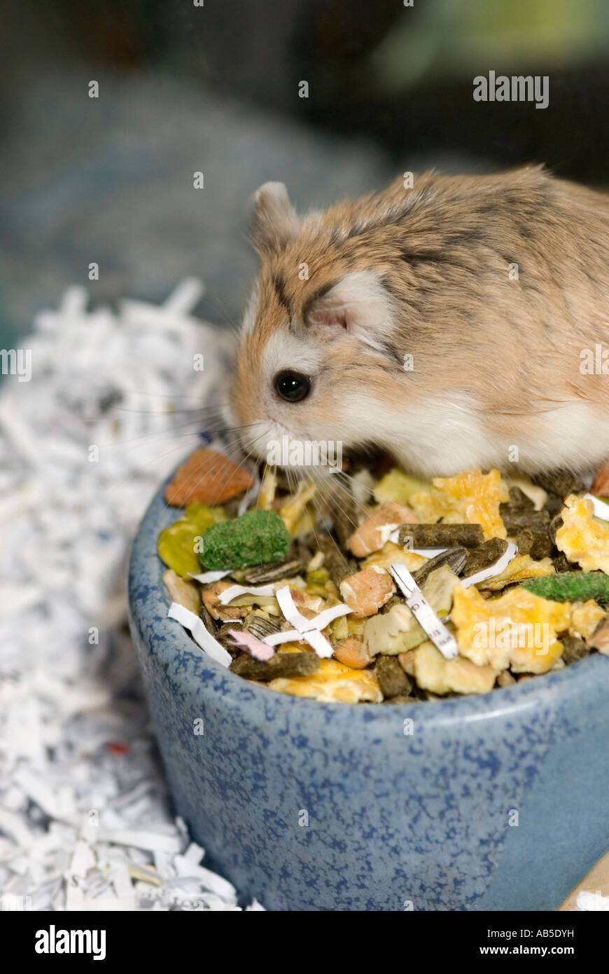 dwarf hamster pet Roborovskii's Hamster, (Phodopus roborovskii Stock ...